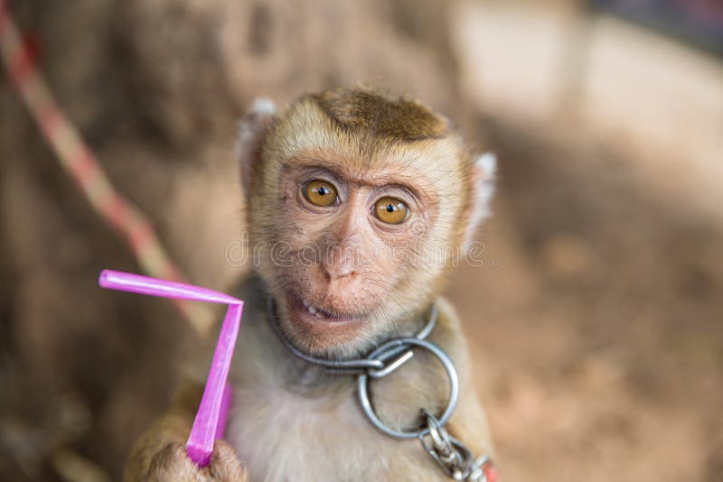Little Monkey with a Straw To Drink in Their Hands Stock Photo - Image ...