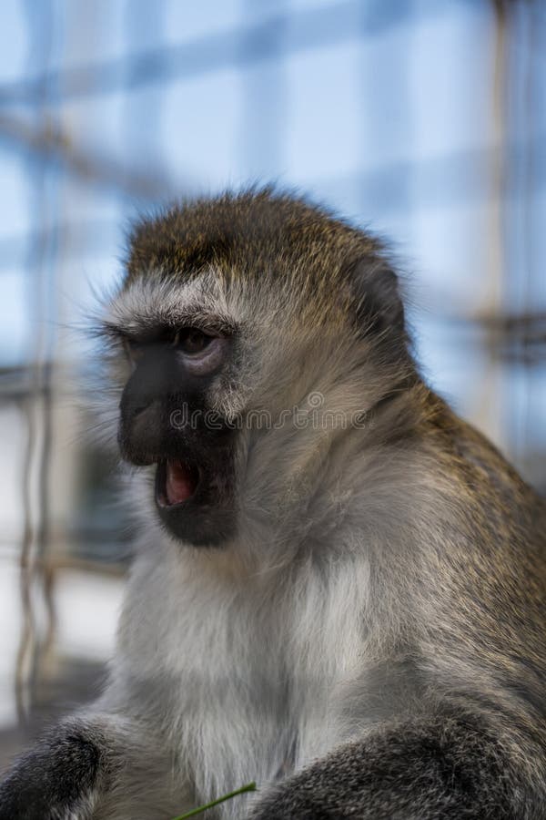 The Little Monkey Surprisingly Opened Its Mouth Indignantly. the Evil ...