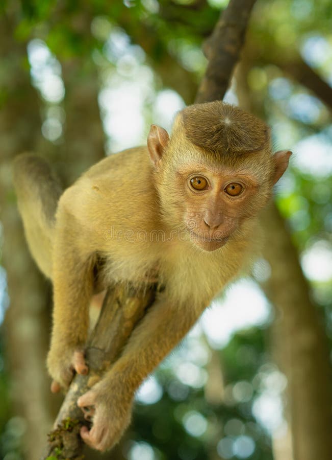 Little monkey stock photo. Image of little, leaf, park - 251359450
