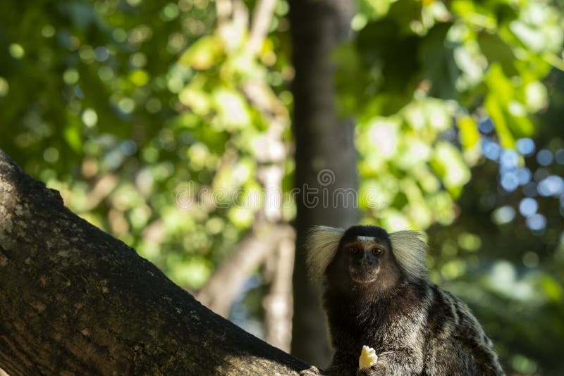 Little Monkey on Tree Branch with Sparse Sun Rays Stock Photo - Image ...