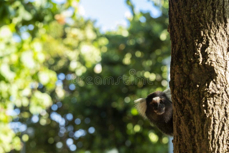 Little Monkey Looking Partially Hidden Behind Tree Trunk Stock Photo ...