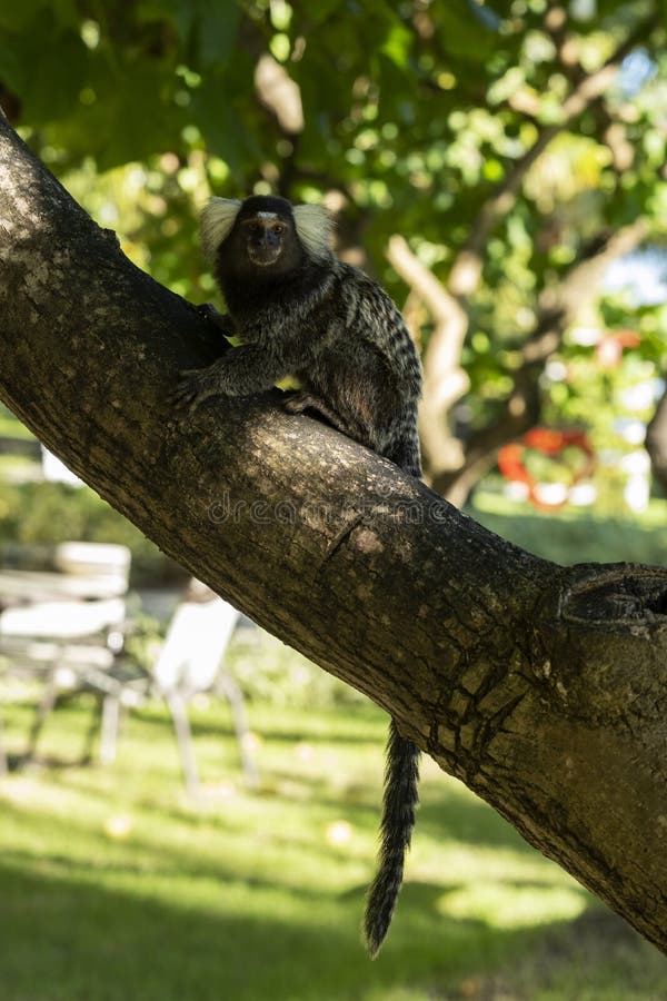 Little Monkey on Tree Branch with Sparse Sun Rays Stock Image - Image ...