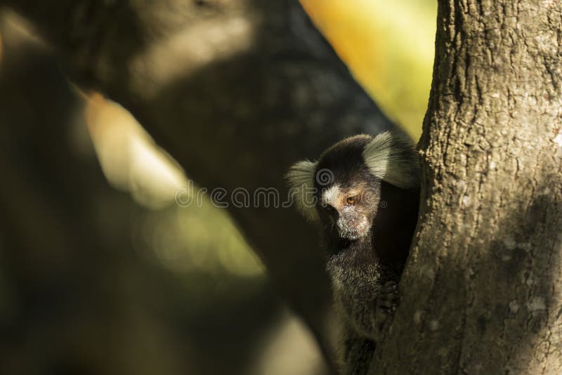 Little Monkey on Tree Branch with Sparse Sun Rays Stock Photo - Image ...