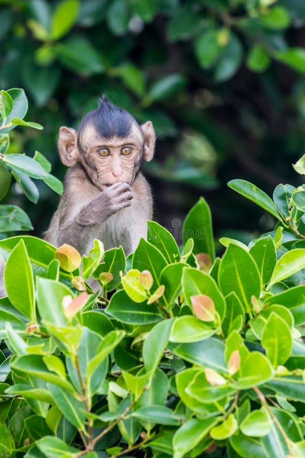 Little monkey on tree stock photo. Image of baby, little - 44605910
