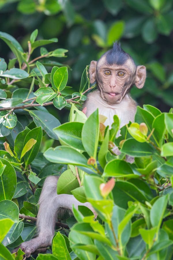 Little monkey on tree stock image. Image of tree, funny - 44629191