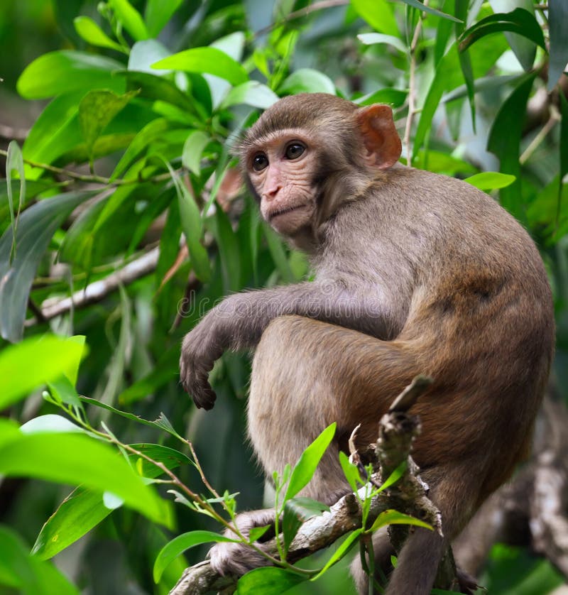 Little Monkey on a Tree in the Park Stock Photo - Image of macaque ...