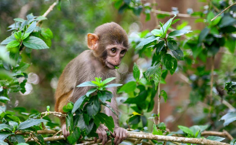 Little Monkey on a Tree in the Park Stock Photo - Image of thailand ...