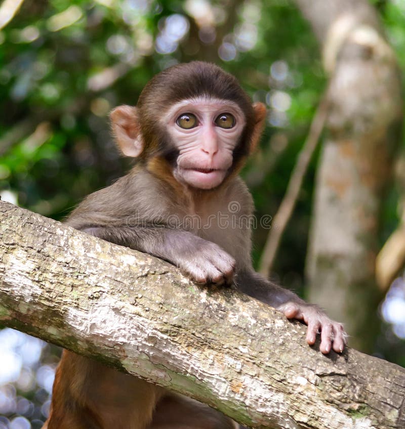 Little Monkey on a Tree in the Park Stock Image - Image of animal ...