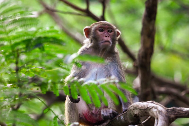 Little Monkey on a Tree in the Park Stock Photo - Image of macaca ...