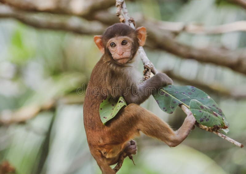Little Monkey on a Tree in the Park Stock Image - Image of macaque ...