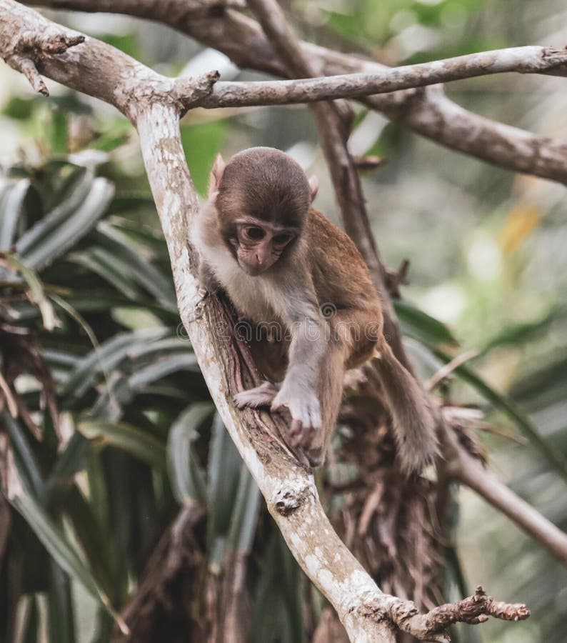 Little Monkey on a Tree in the Park Stock Image - Image of thailand ...