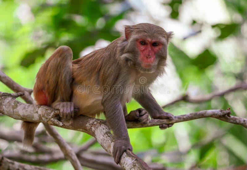 Little Monkey on a Tree in the Park Stock Image - Image of face, cute ...