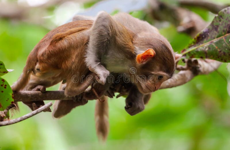 Little Monkey on a Tree in the Park Stock Image - Image of cute, wild ...