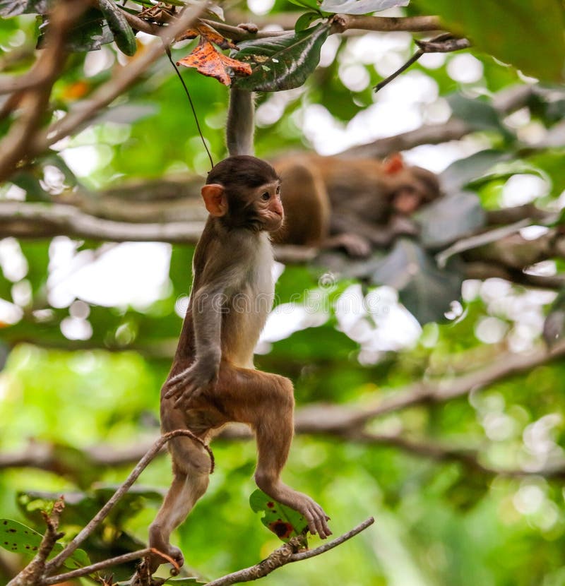 Little Monkey on a Tree in the Park Stock Photo - Image of nature, wild ...