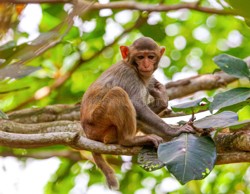 Little Monkey on a Tree in the Park Stock Photo - Image of nature, wild ...