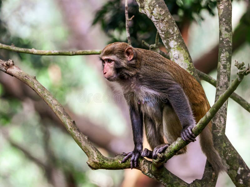 Little Monkey on a Tree in the Park Stock Photo - Image of wildlife ...
