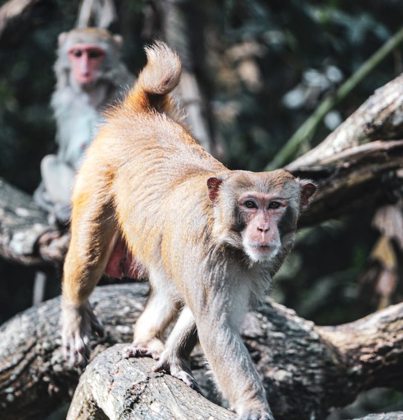 Little Monkey on a Tree in the Park Stock Photo - Image of face ...