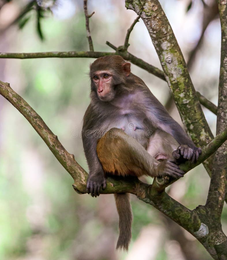 Little Monkey on a Tree in the Park Stock Image - Image of funny ...