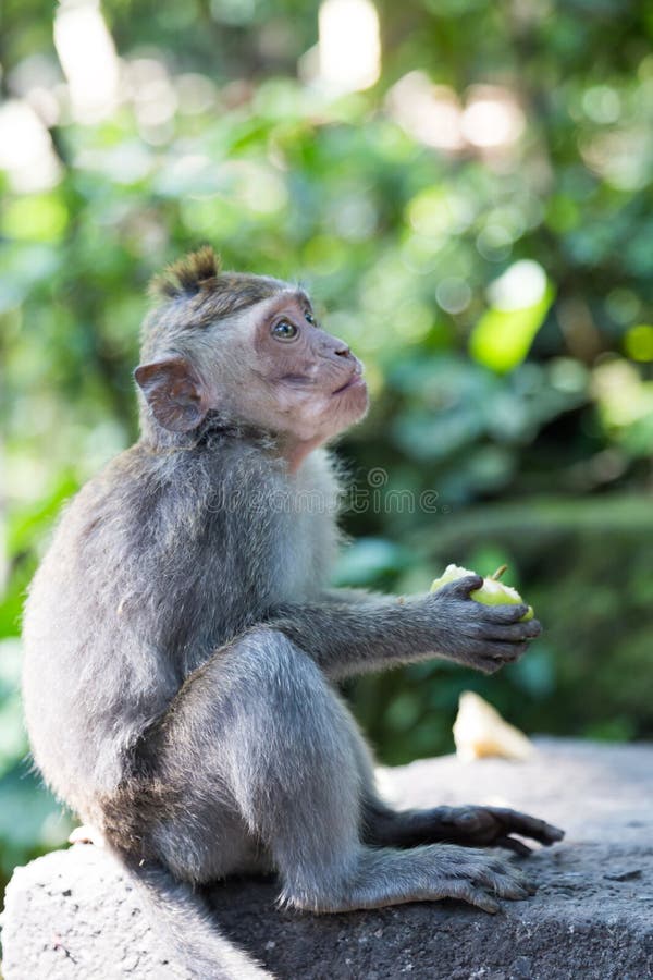 Little monkey stock photo. Image of rare, jungle, nature - 121554646