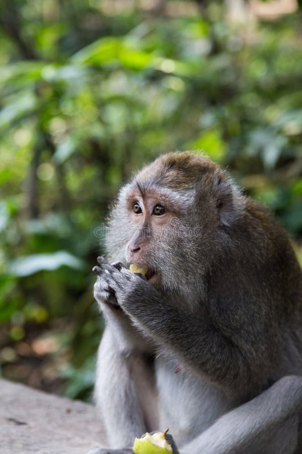 Little monkey stock photo. Image of monkey, green, forest - 121554568