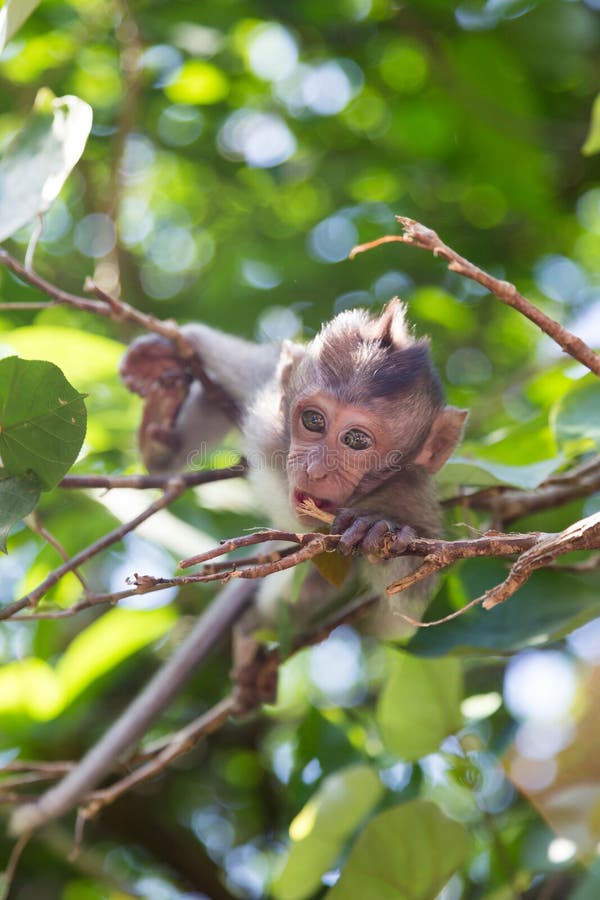 Little monkey stock photo. Image of wild, animal, view - 121554610