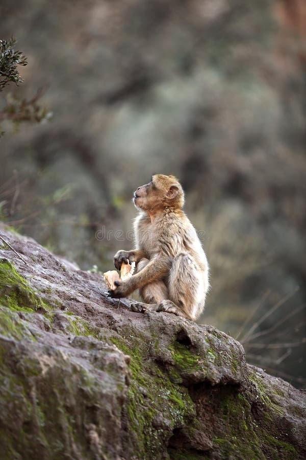 Little Monkey at the Waterfalls in Kascades Douzude Stock Photo - Image ...
