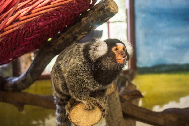 Little Monkey in Zoo Bangkok Thailand Stock Photo - Image of monkey ...