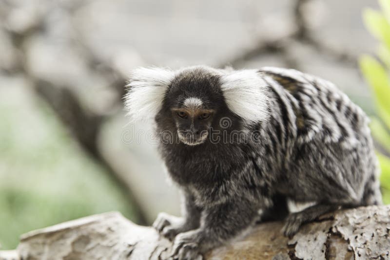 Little monkey zoo stock photo. Image of latin, mammal - 81222382