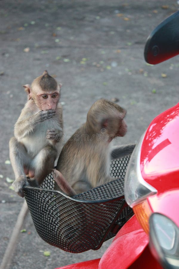 Two Little Monkeys Hug while Sitting on a Fence Stock Image - Image of ...