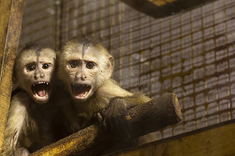 Little Monkeys in the Zoo the Glass. Staring Stock Image - Image of ...