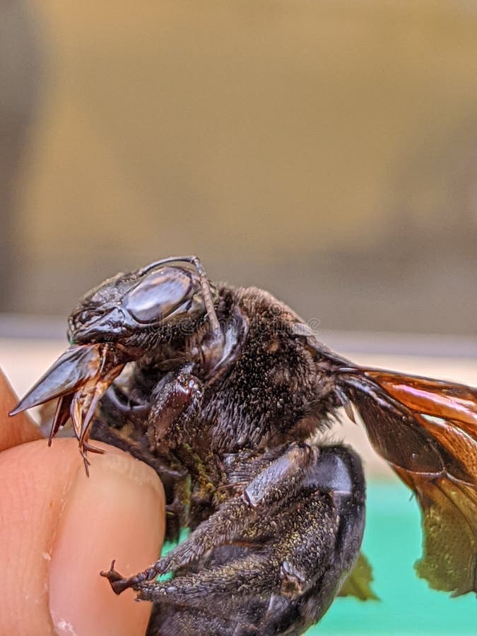 Little Monster Asian stock photo. Image of arthropod - 227481718