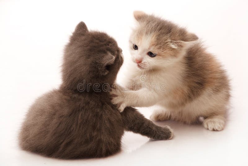 Cats fight stock photo. Image of shot, fighting, white - 29748446
