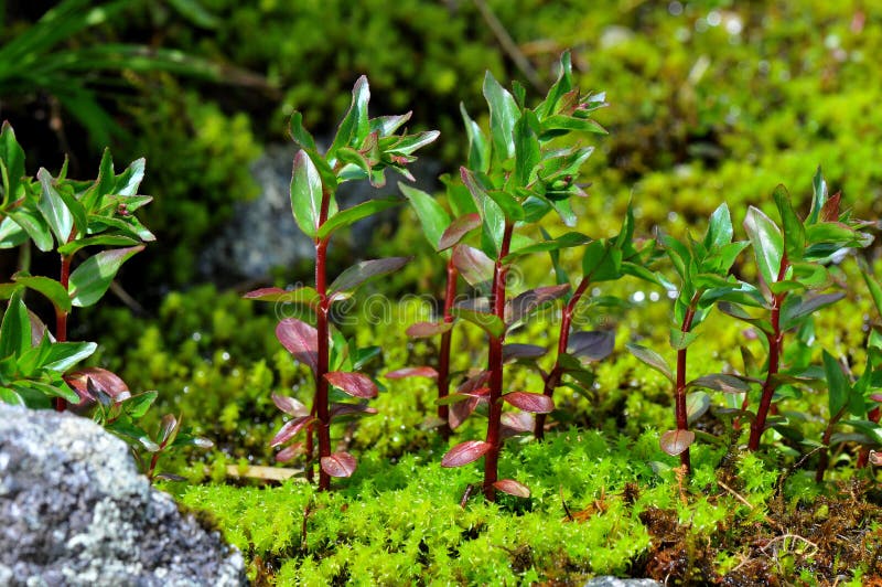 Little moos forest stock image. Image of grass, contrast - 11374137