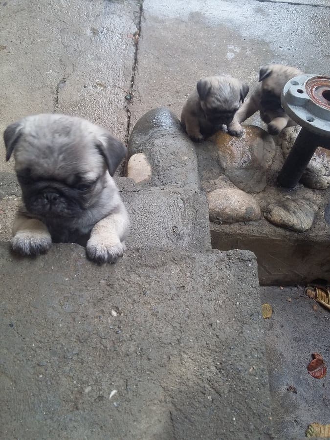 Mops stock image. Image of fawn, vertebrate, mops, mammal - 105628763