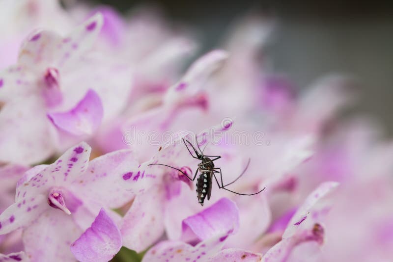 Little mosquito stock image. Image of animal, insect - 59169213