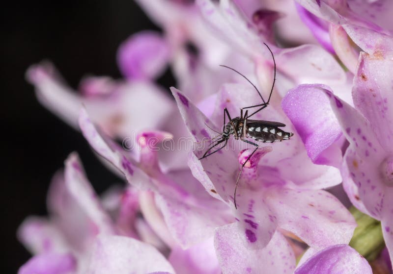 Little Mosquito Bite Human Skin Stock Image - Image of dangerous ...