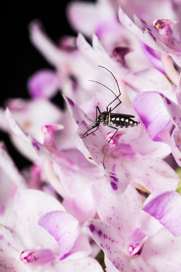 Little mosquito stock image. Image of tagetes, beautiful - 59169327