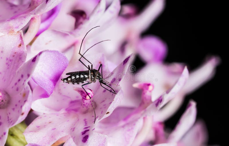 Little mosquito stock image. Image of flower, nature - 59169371