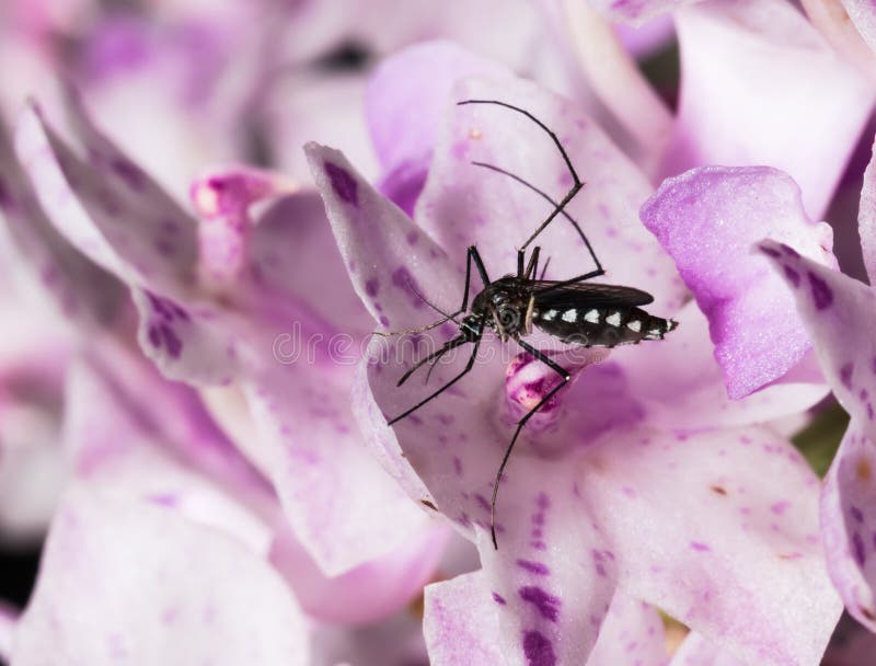 Little mosquito stock image. Image of colorful, purple - 59169417
