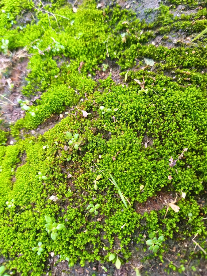 Little moss picture stock image. Image of flower, moss - 266076889