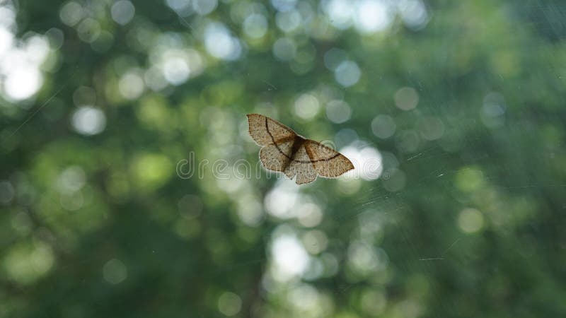 Little moth on the window stock image. Image of wildlife - 219703333