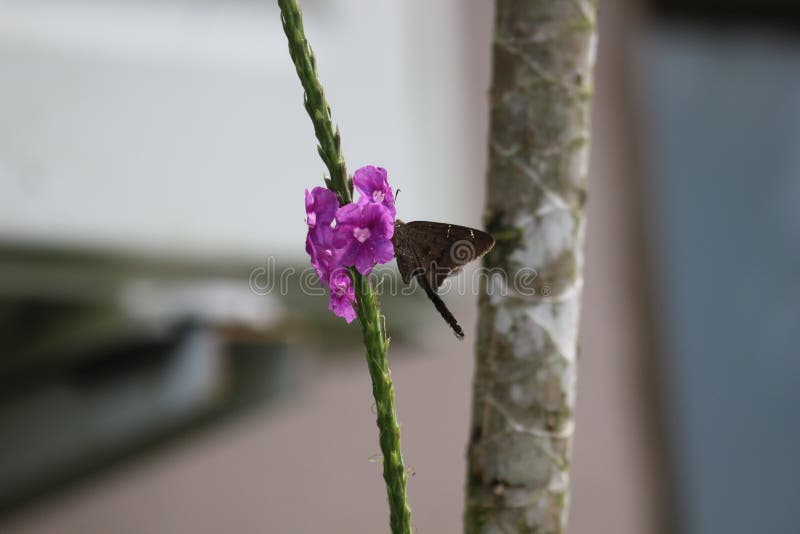A Little Moth on Cayenne Porterweed Stock Image - Image of moth, flying ...