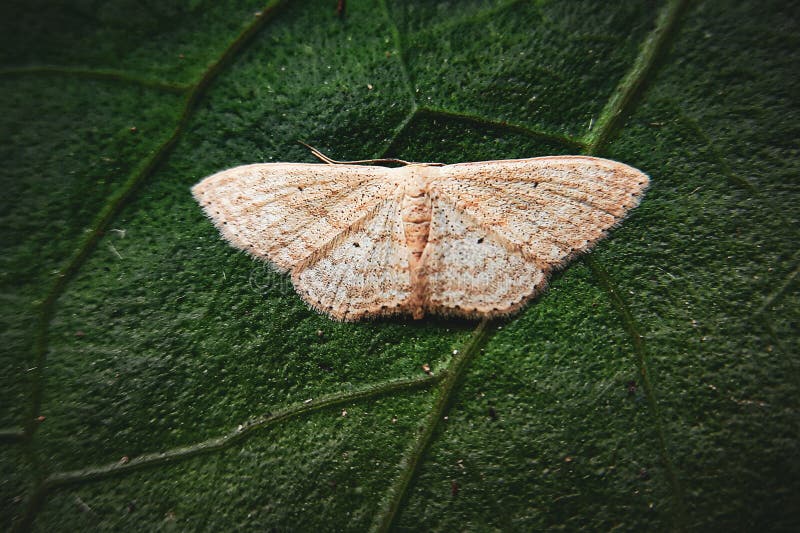 A little moth stock image. Image of animal, flower, plant - 220299477