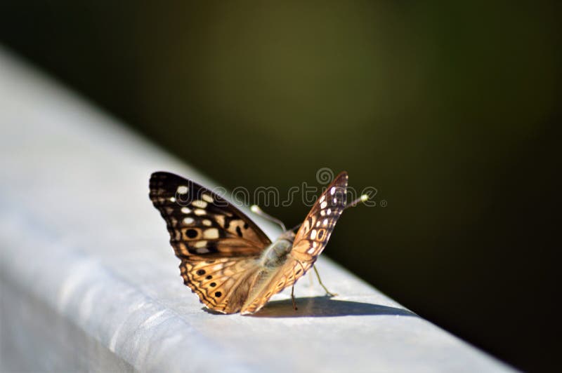 Pondering stock image. Image of nature, ponders, pondering - 108997425