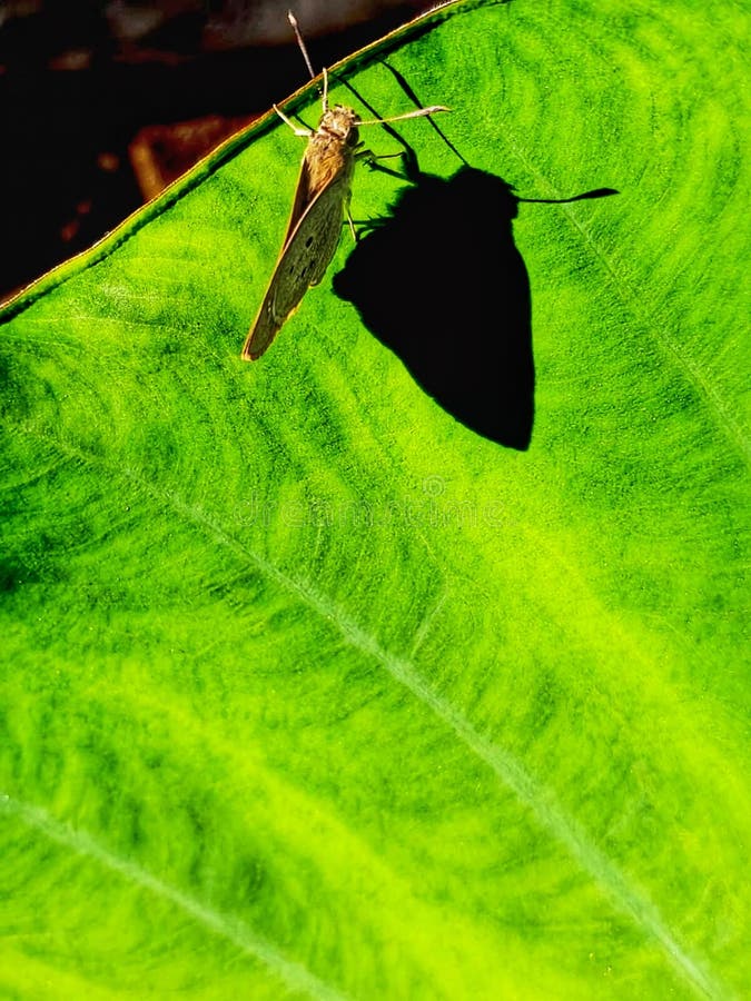 A Little Moth is Resting on Green Leaf Making Its Shadow in the Morning ...