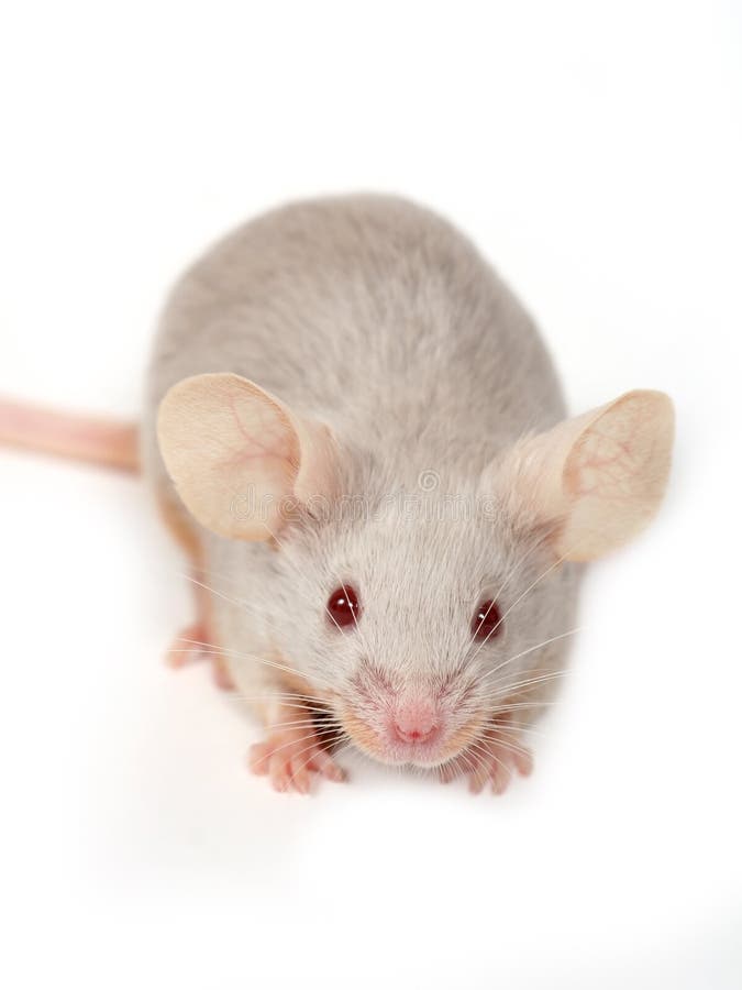 Little mouse stock photo. Image of isolate, looking, dove - 1349444