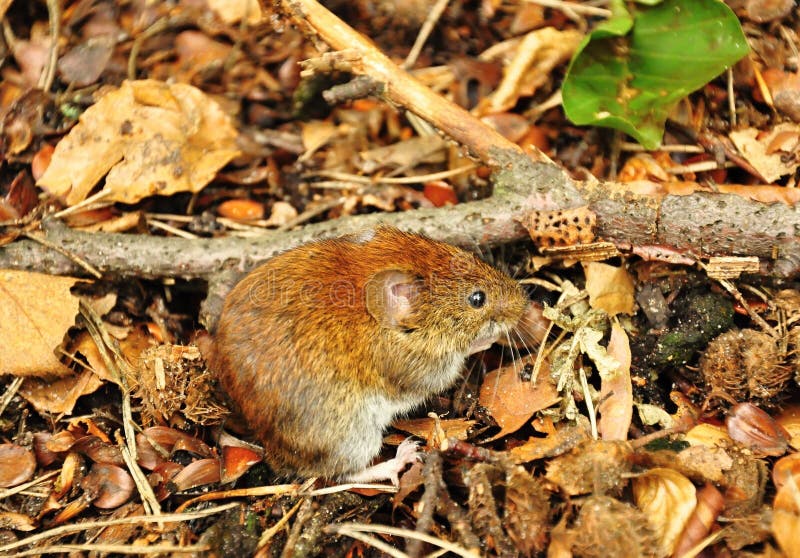 Little mouse in the forest stock photo. Image of autumn - 109153500