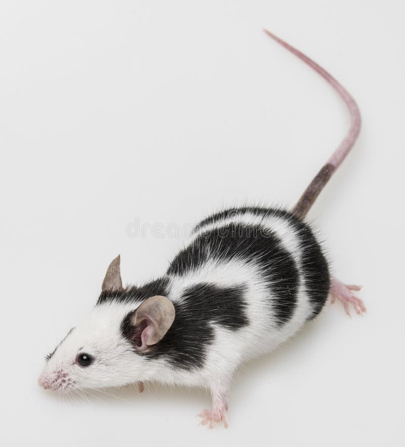 Little mouse stock photo. Image of mammal, little, brown - 37977244