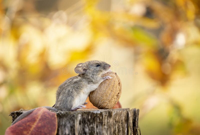 The Little Mouse Carries a Big Nut. Stock Image - Image of grey, tree ...