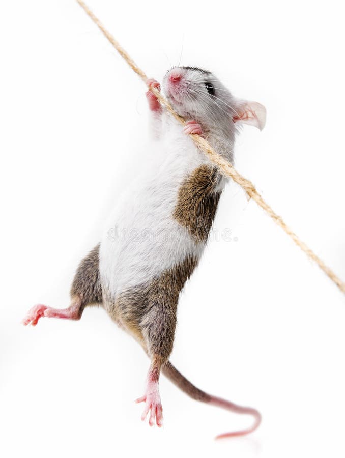 Little mouse isolated stock image. Image of funny, macro - 12181865